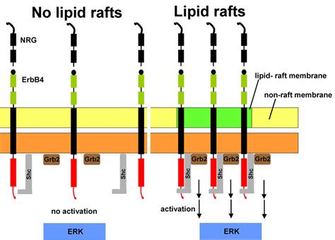 Lipid Rafts Evidence Of Biosyntax And Biopragmatics Creation