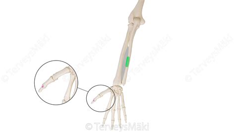 Extensor Pollicis Longus Peukalon Pitkä Ojentajalihas Diysio