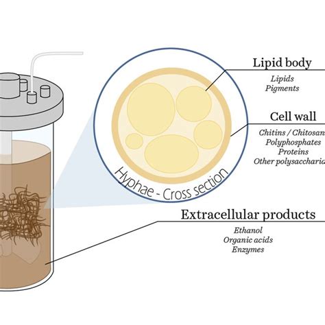 Mucoromycota Fungi As Powerful Cell Factories For Modern Biorefinery