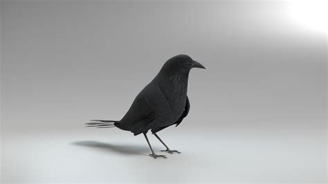 3d Model Raven Animated Turbosquid 2072293
