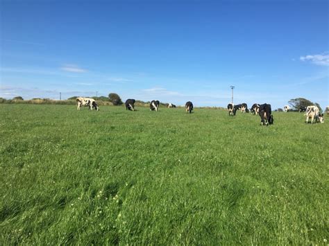 Grassland Management Maintaining Grass Quality And Fertiliser Use