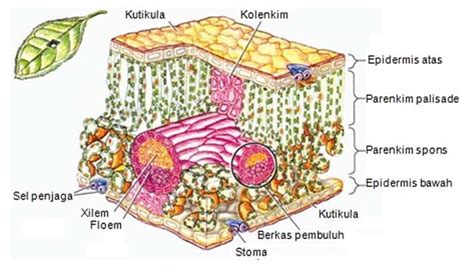 Gambar Jaringan Epidermis Id