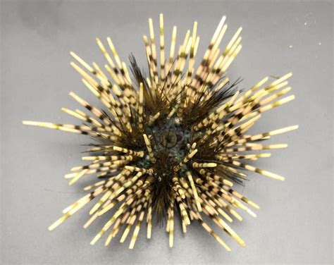 Vintage Crayfish Skeleton Model Educational School Model 70s Witchy