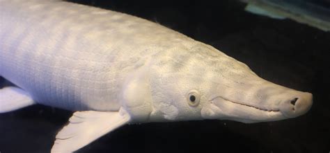 Tropical Fish Eleven