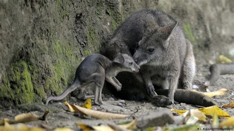 What′s The Difference Between A Wallaby And A Kangaroo Global Ideas