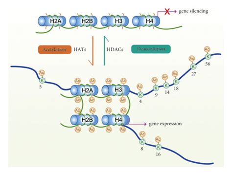 The Dynamic Process Of Reversible Acetylation Commonly Functioning
