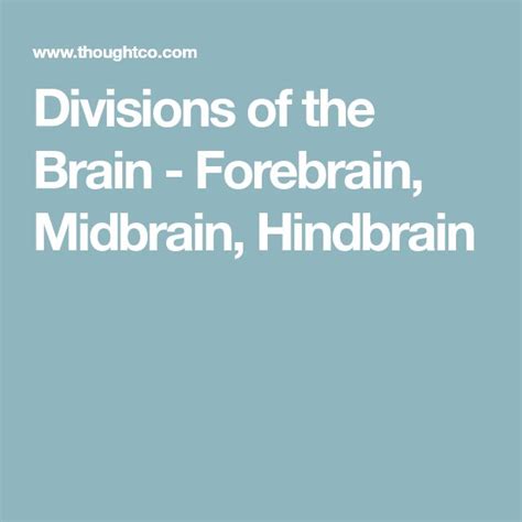 The 3 Divisions Of The Brain And How They Function Brain System