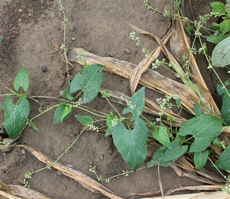 Wild Buckwheat Weed Identification Guide For Ontario Crops Ontario Ca