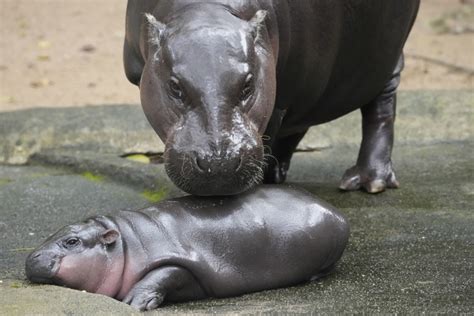 Hippopotamus White