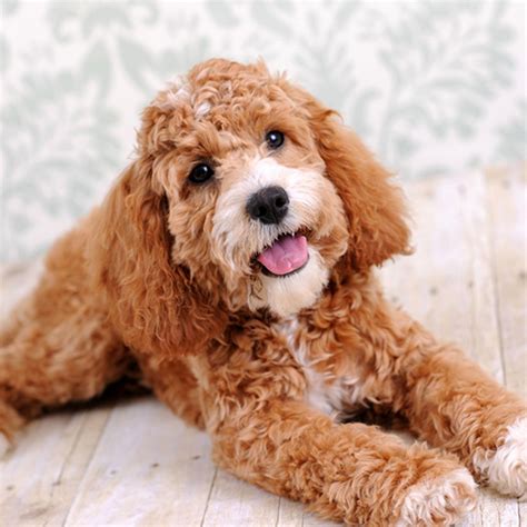 Cockapoo Comprar Cachorros En Criadero Consulta Precio