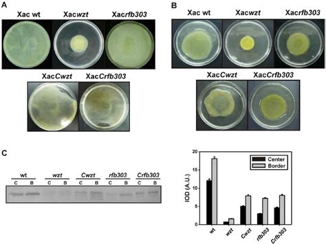 Bacterial Motility Assays The Different Strains Were Centrally