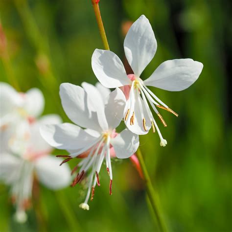 Gaura Lindheimeri White