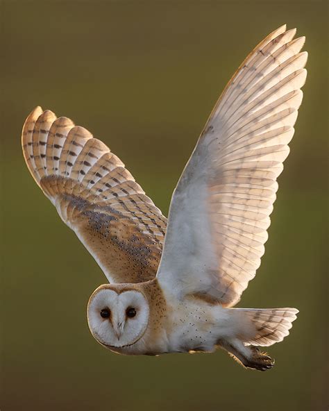 Barn Owl Backlit Barn Owl Fly By Tony Fallon Flickr