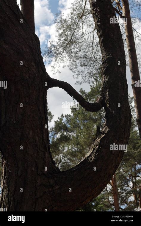 Heart Shaped Tree Trunk And Branches Stock Photo Alamy