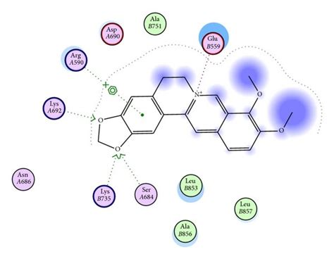 Structural Models Of Berberine As Hmg Coa Reductase Inhibitor Three