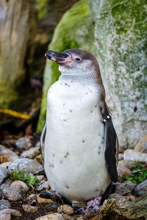 10 000 Free Penguin Picture And Penguin Images Pixabay