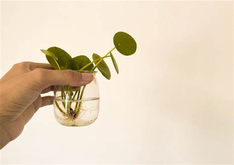 Chinese Money Plant The Currency Of Greenery Binnekant Binnekant