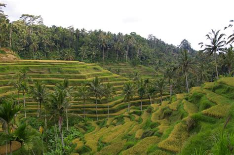 Terasser Bali Indonesien Bengterik Reseguiden