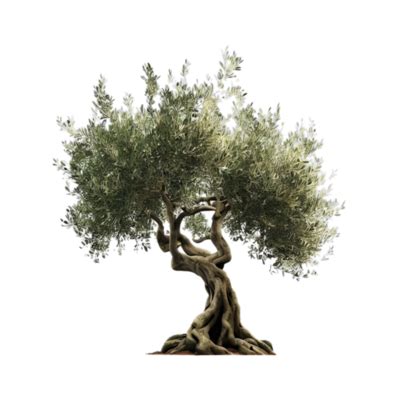 Tree PNGs For Free Download