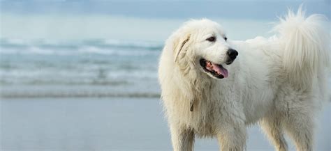 Are Great Pyrenees Hard To Train
