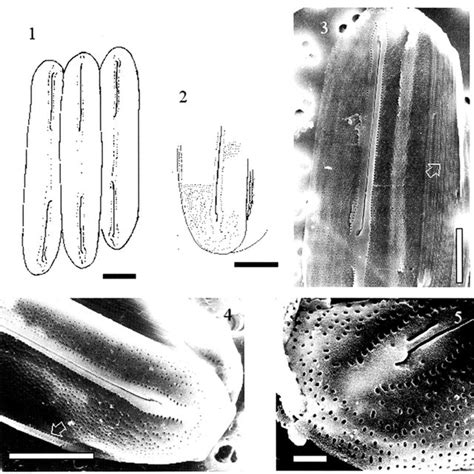 9 Light Micrographs Of Berkeleya Adeliensis Colonies Scale Bars 50
