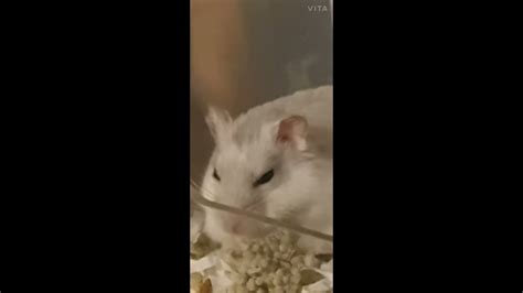 햄스터 하품 Youtube