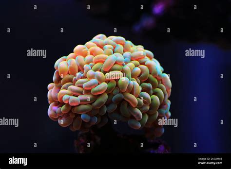 Euphyllia Corals Are Polyped Stony Corals Very Popular In Home Reef