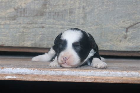 Tri Colored F1b Tiny Bernedoodle