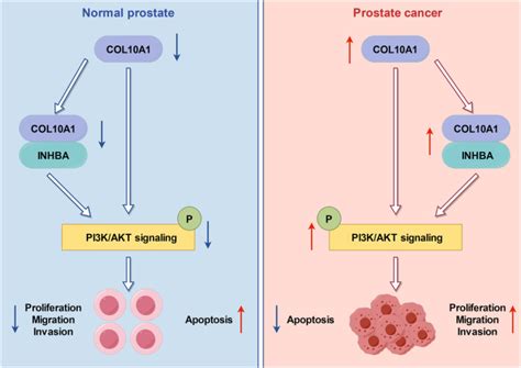 Col10a1 Facilitates Prostate Cancer Progression By Interacting With