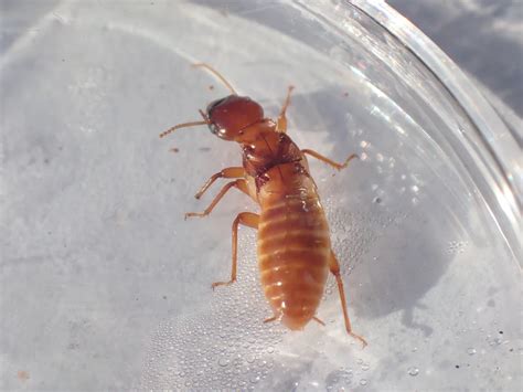 Dampwood Termites Identification Signs And Control
