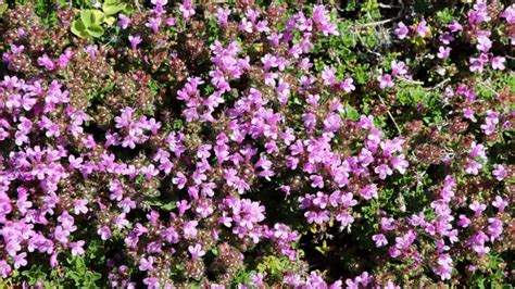 15 Varieties Of Thyme For Your Garden