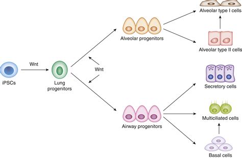 Lung Repair And Regeneration In Ards Chest