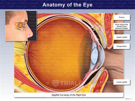 Anatomy Of The Eye Trialquest Inc