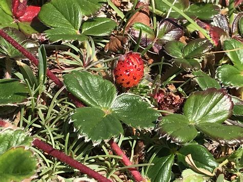 Beach Strawberry Fragaria Chiloensis
