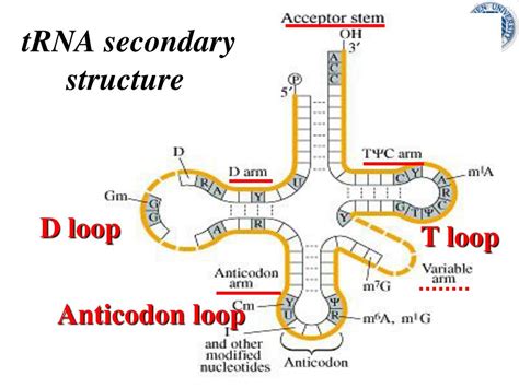 Ppt Chapter 7 Genetic Code Powerpoint Presentation Free Download