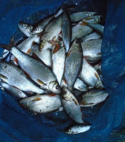 Autumn Bread Punch Roach On The Stick Float