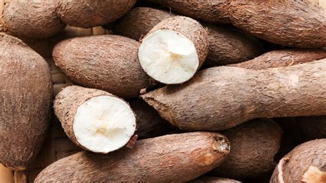 Two New Easy To Harvest Cassava Varieties Developed By Ctcri