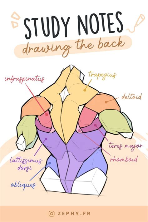 Drawing Back Muscles Notes And Tips Anatomy Reference Anatomy For