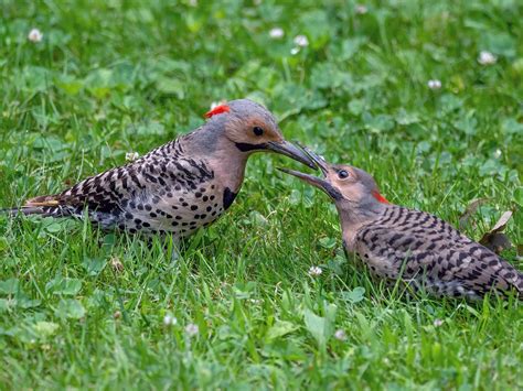 Northern Flicker Bird Facts Colaptes Auratus Birdfact