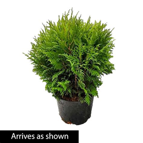 Spring Hill Nurseries Hetz Midget Globe Arborvitae Foundationhedge