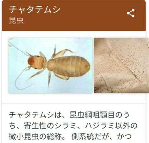 チャタテムシとの闘い センス無し主婦の庭改造計画 楽天ブログ