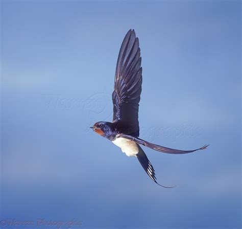 Barn Swallow Bird In Flight