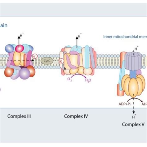 Mitochondrial Electron Transport Chain Complex I Nadh Dehydrogenase