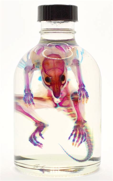 Nighttime Nicholas Toronto Diaphonization Cleared And Stained Specimens