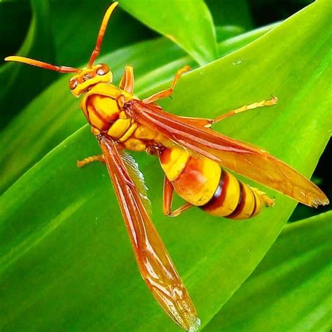 The King Of Sting Executioner Wasp Facts