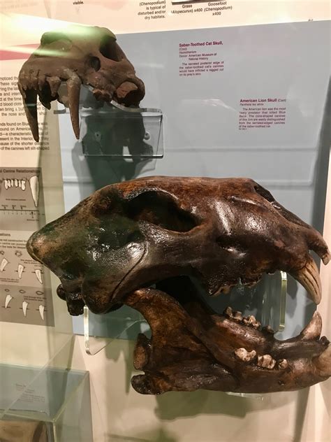 American Lion Skull