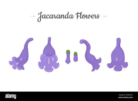 Jacaranda Mimosifolia Tree Purple Flowers And Buds Set Stock Vector