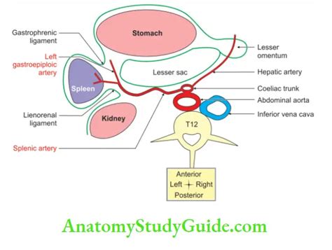 Lakshmi Puram On Linkedin Large Blood Vessels Of The Gut Branches Of