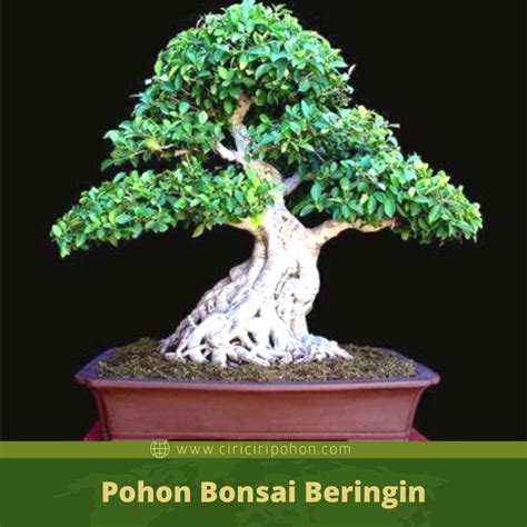 Kenapa Harga Bonsai Beringin Bisa Mencapai Miliaran Rupiah