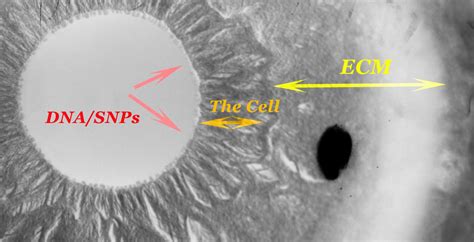 Modern And Multidimensional Iridology Ecm The Cell And Dnasnps New